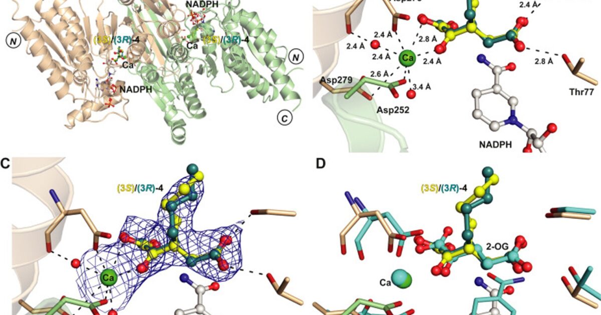 Natural and Synthetic 2-Oxoglutarate Derivatives Are Substrates for ...