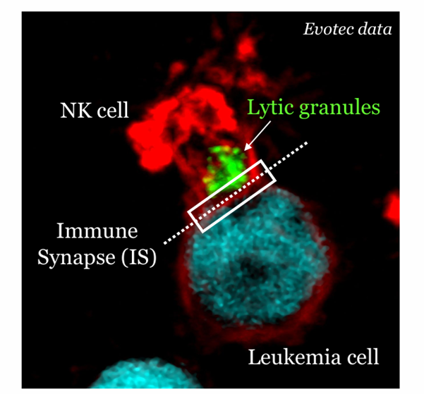 The Crucial Role of Immunological Synapses in Cellular Communication ...