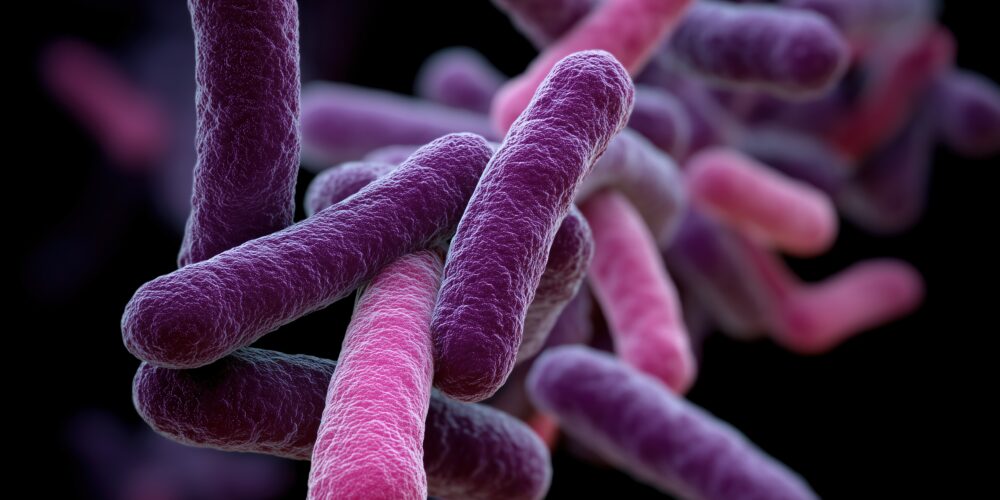 tuberculosis bacteria