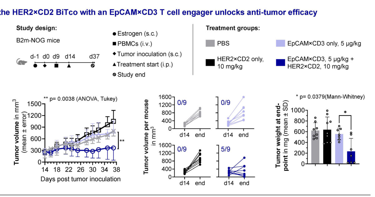 A Novel CD2-Targeted Costimulatory Bispecific Antibody Platform for ...