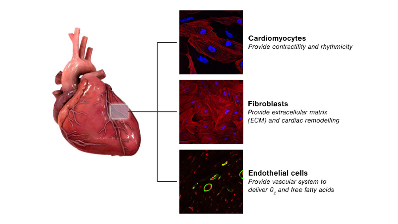 Cardiotoxicity | Cyprotex ADME-Tox Solutions - Evotec