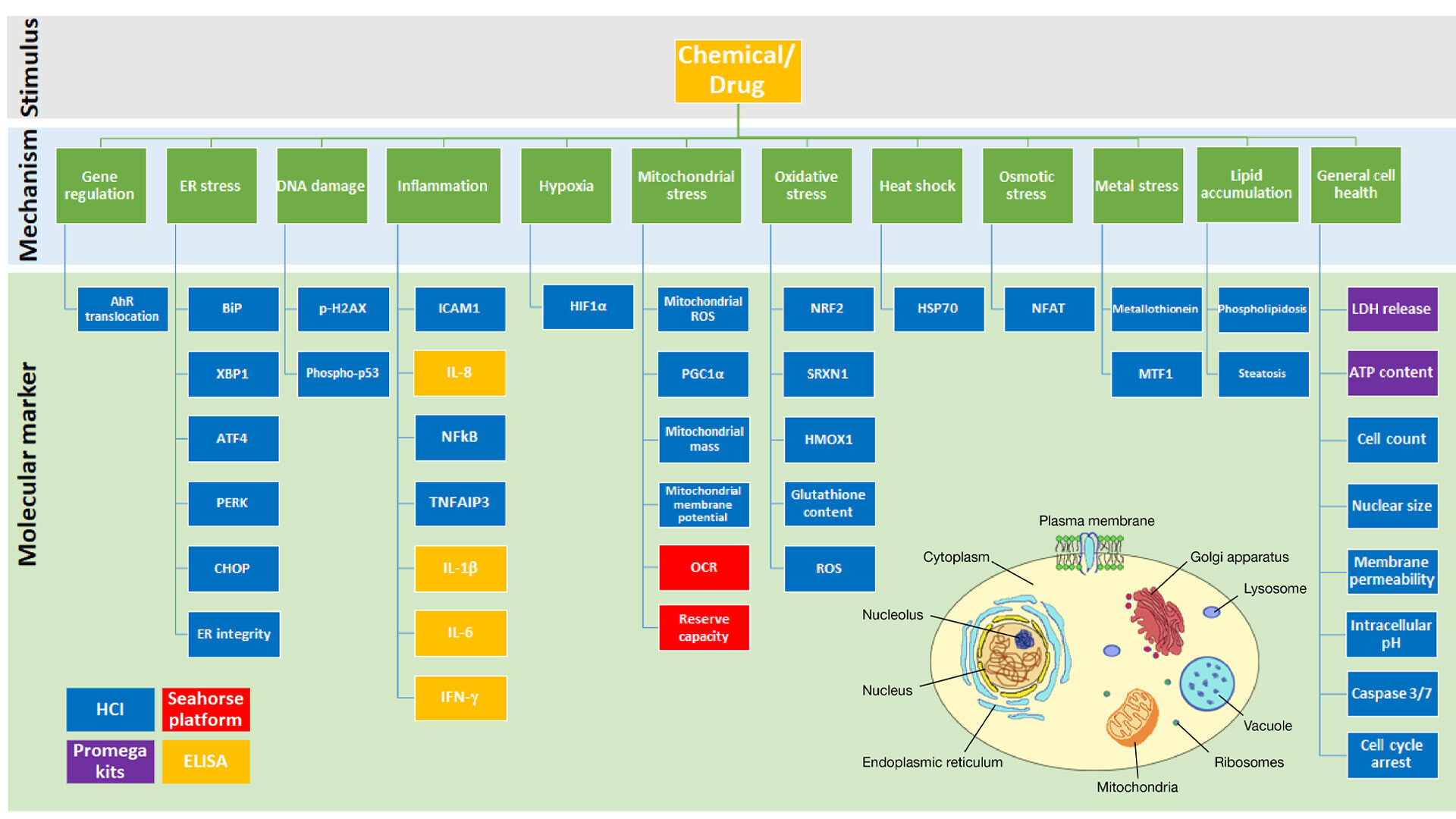 Cell Stress Panel | Cyprotex ADME-Tox Solutions - Evotec