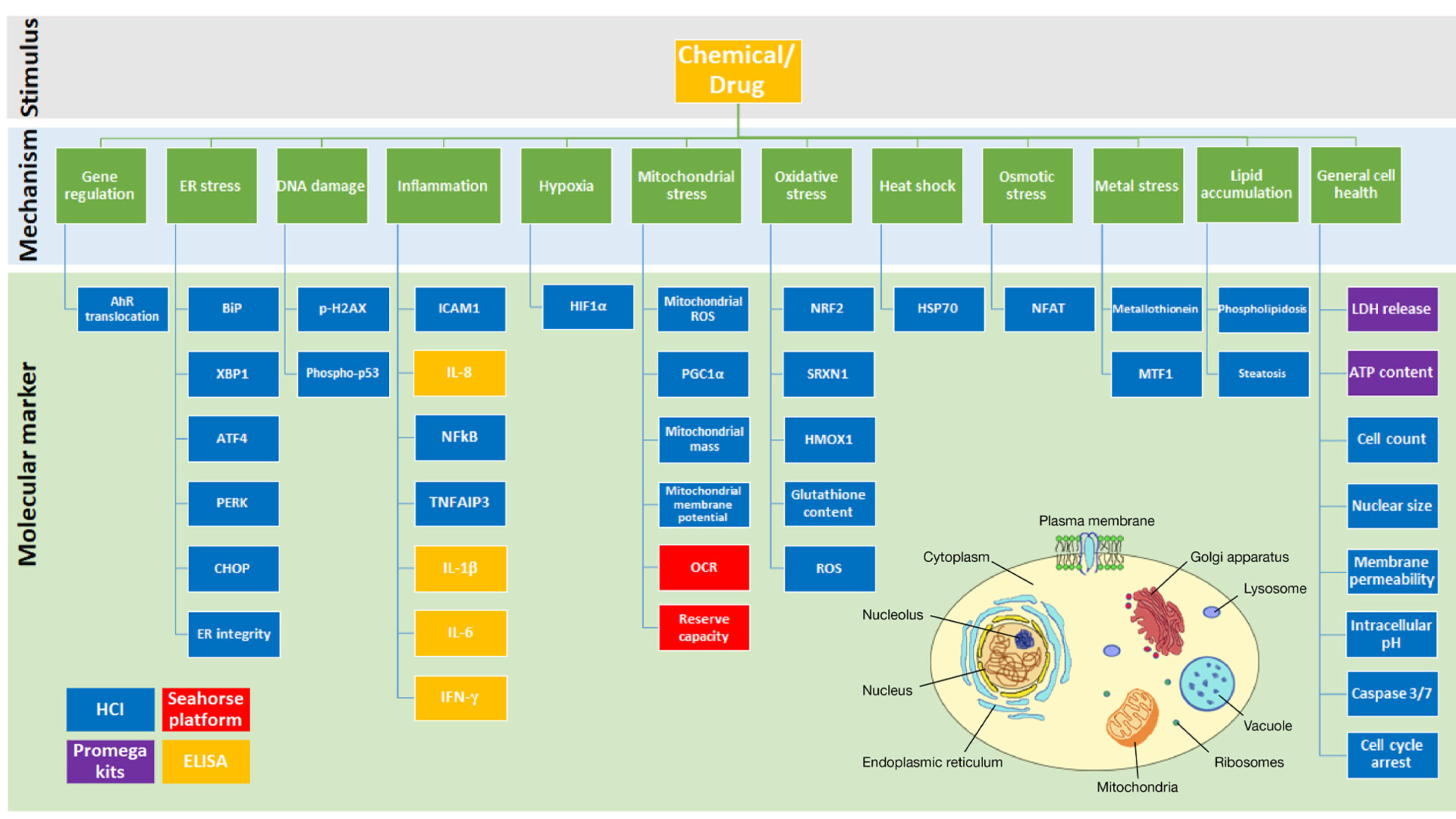Cell Stress Panel | Cyprotex ADME-Tox Solutions - Evotec