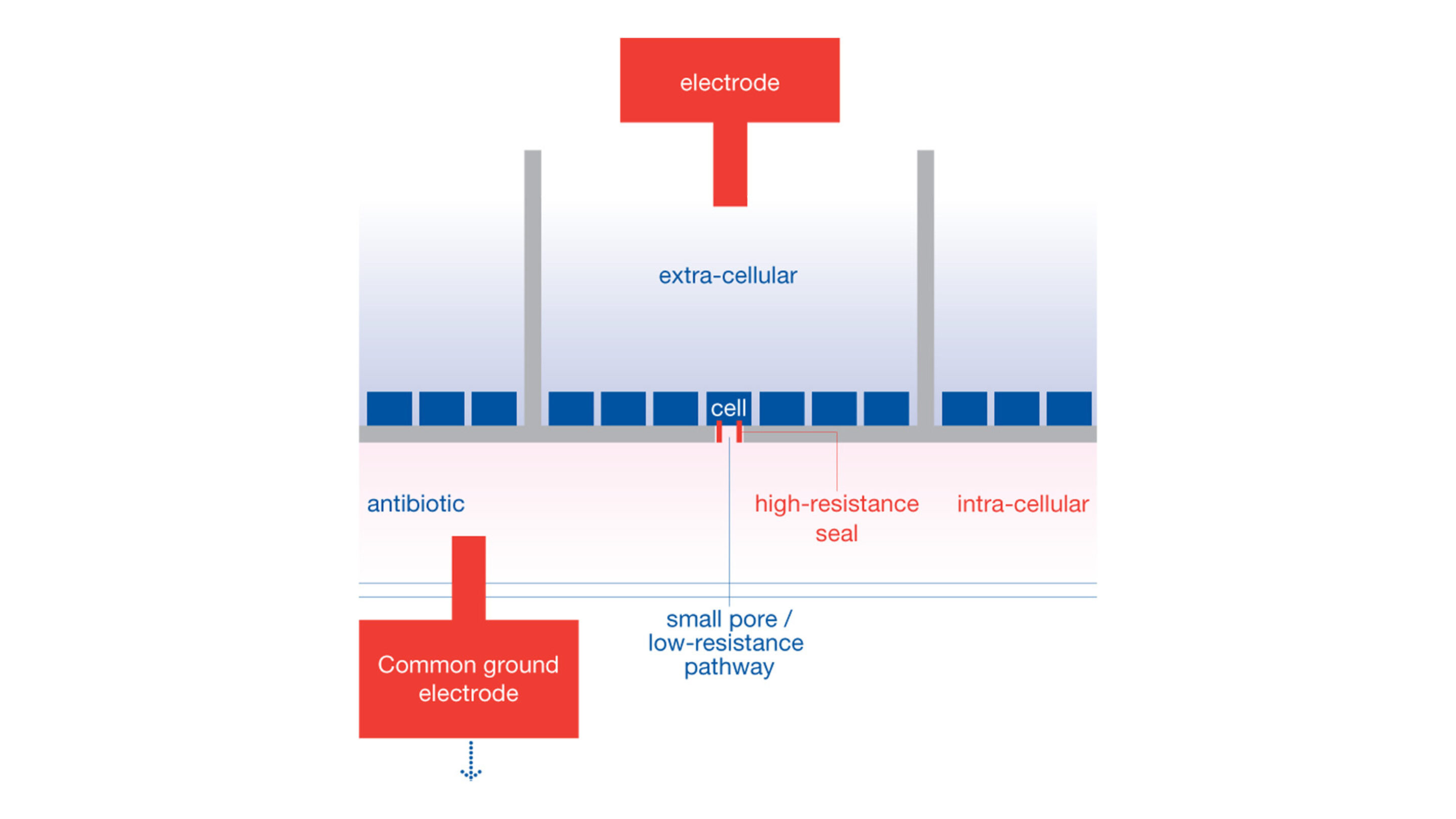 hERG Safety | Cyprotex ADME-Tox Solutions - Evotec