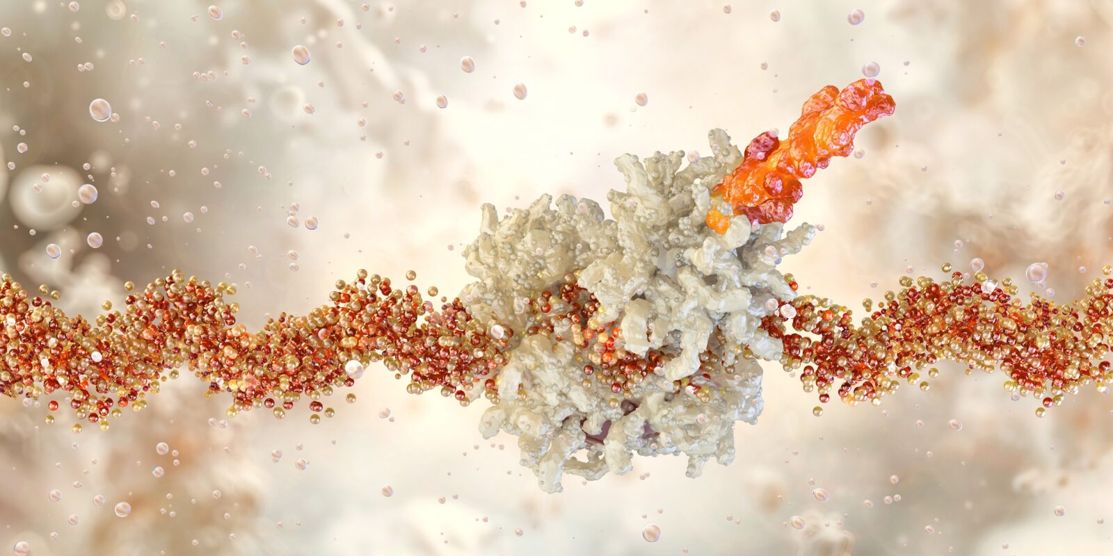 In Vitro Transcription/Translation (IVTT) Services - Evotec