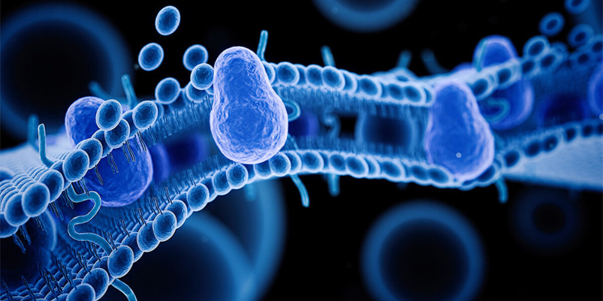 Human SLC Transporter Substrate Identification | Evotec