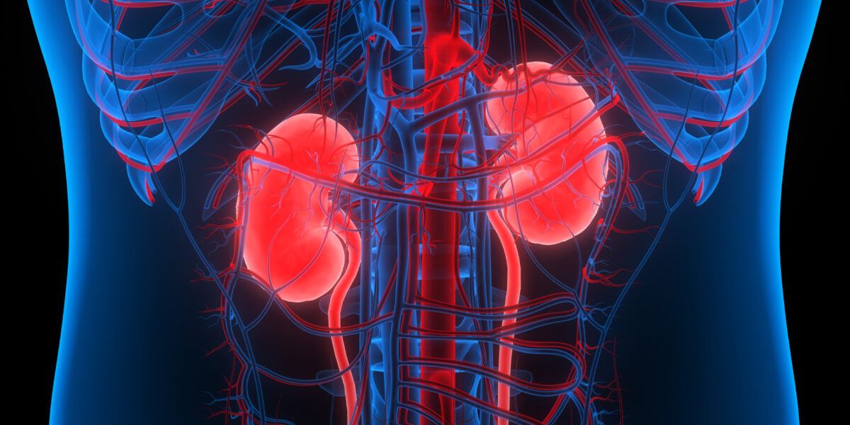 Nephrotoxicity | Cyprotex ADME-Tox Solutions - Evotec