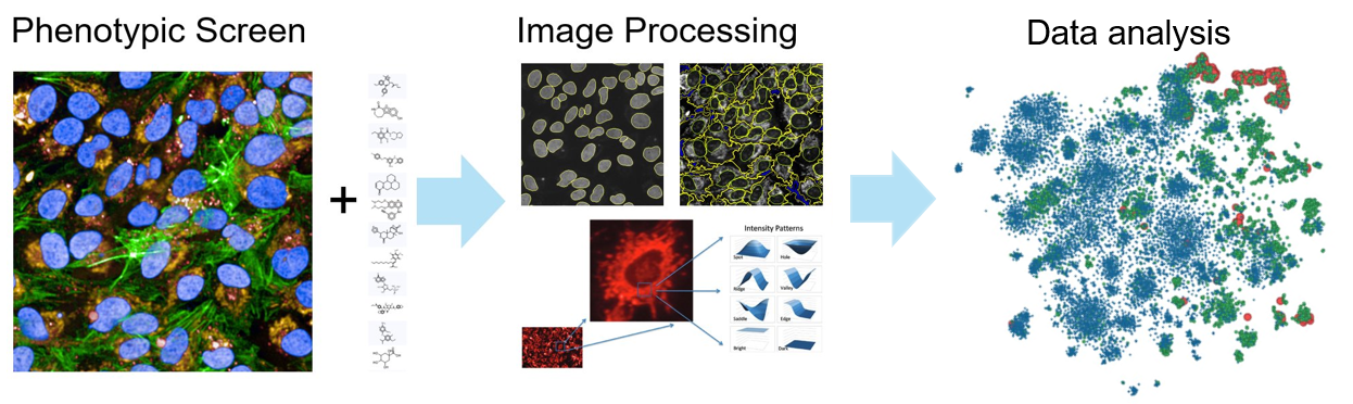 Cell Painting in Drug Discovery - Evotec